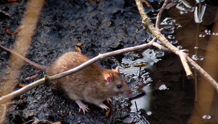 സംസ്ഥാനത്ത് കടുത്ത ഭീഷണിയായി എലിപ്പനി; ഈ മാസം മാത്രം 52 മരണം | NEWS